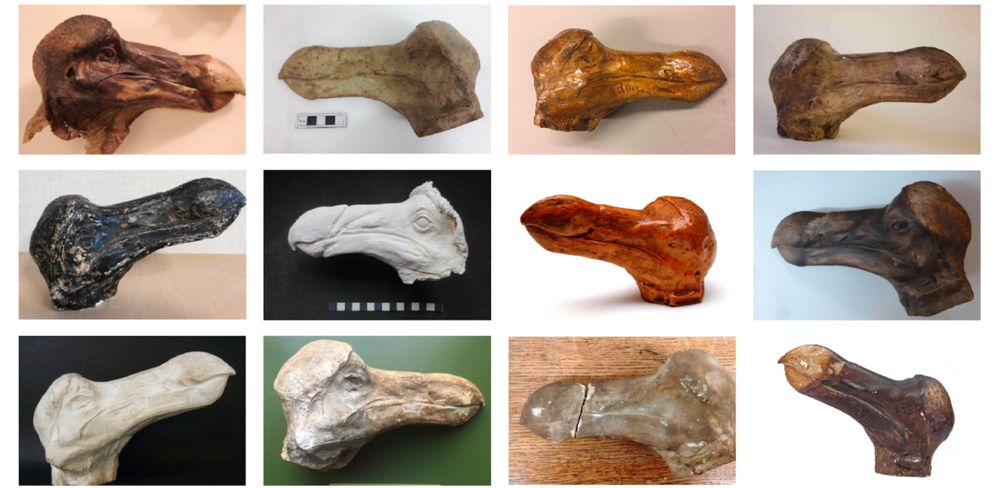 Fabricating the Dodo: the Making and Unmaking of a Bird