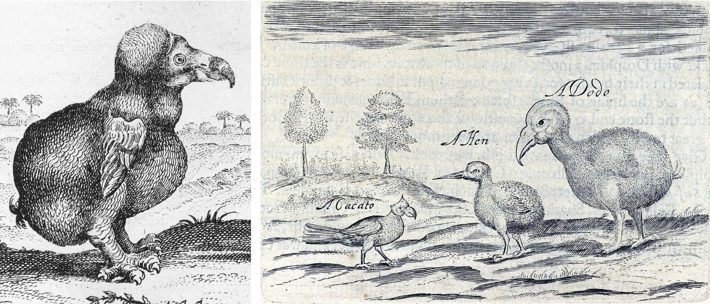 Fabricating the Dodo: the Making and Unmaking of a Bird